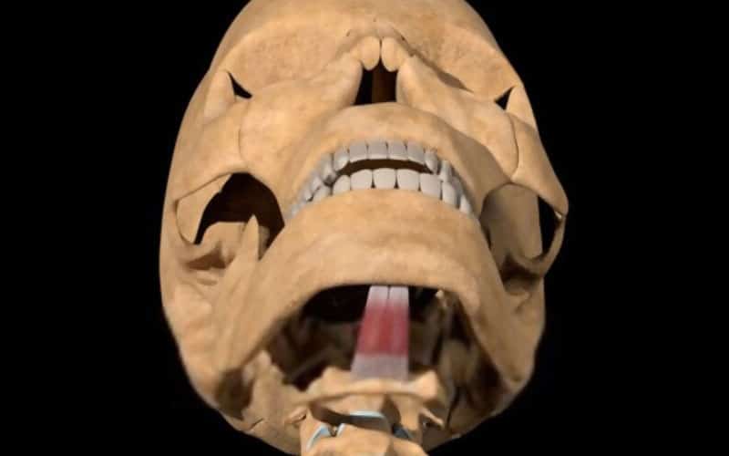 Músculo geniohioideo (origen, inserción, irrigación, inervación, acción)