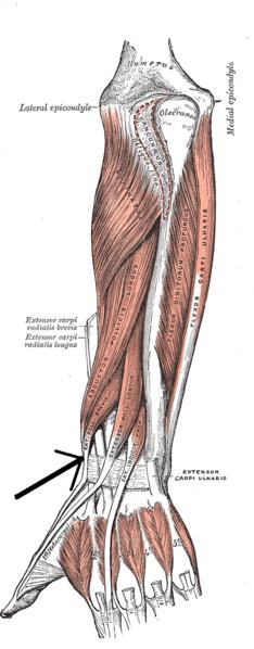 Músculo Extensor corto del pulgar (origen, inserción, inervación, acción)