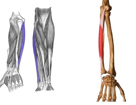 🥇 Músculos o Sistema muscular