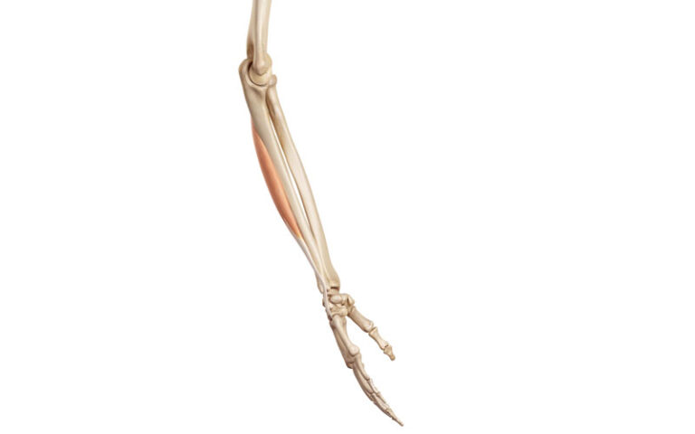 Músculo extensor cubital del carpo (origen, inserción, inervación, acción)