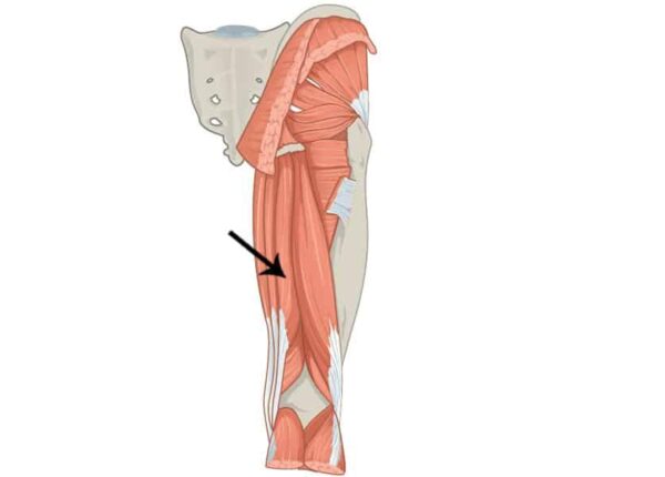 Músculo semimembranoso (origen, inserción, inervación, acción)