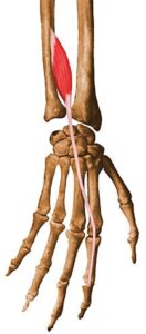 Músculo extensor del índice (origen, inserción, inervación, irrigación)
