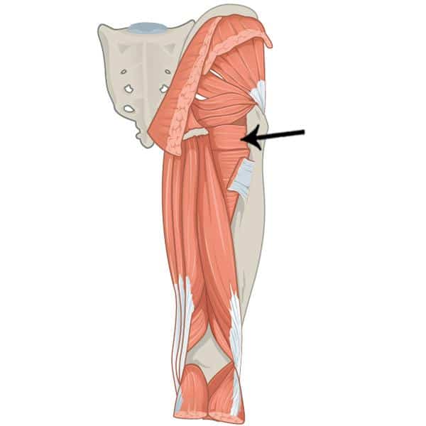 Músculo cuadrado femoral (origen, inserción, inervación, acción)
