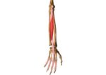 Músculo extensor de los dedos (origen, inserción, inervación, acción)