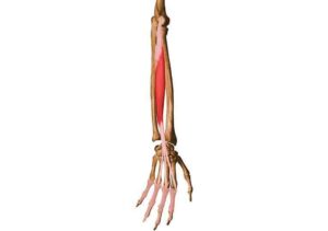 Músculo extensor de los dedos (origen, inserción, inervación, acción)