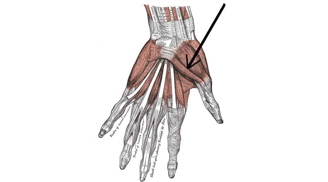 Músculo Flexor corto del pulgar (origen, inserción, inervación, acción)