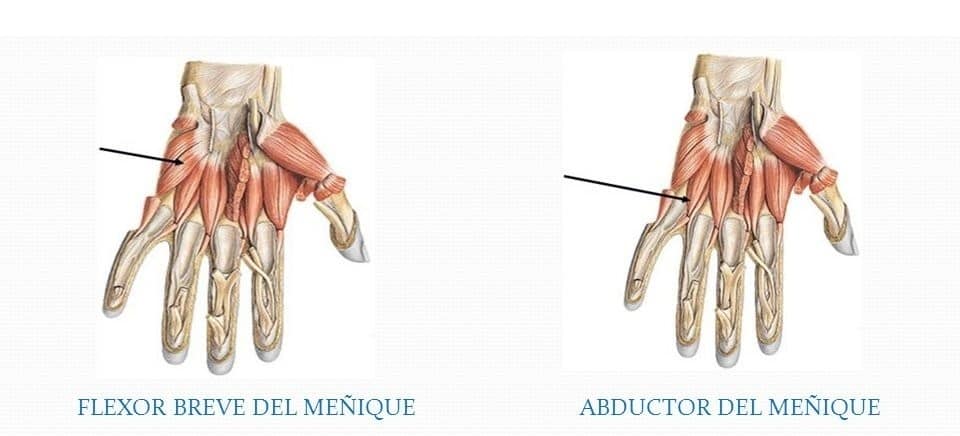 Músculos hipotenares (origenes, inserciones, inervaciones, acciones)