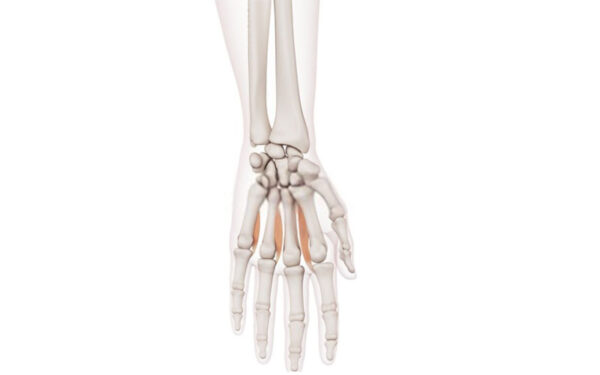 Músculos interóseos palmares (origen, inserción, inervación, acción)