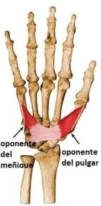Músculo Oponente del pulgar (origen, inserción, inervación, acción)