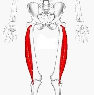 Músculo vasto lateral (origen, inserción, inervación, acción)