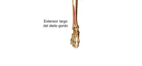 Músculo Extensor Largo Del Dedo Gordo