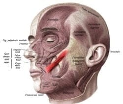 Músculo cigomático mayor y menor (origen, inserción, inervación, acción)