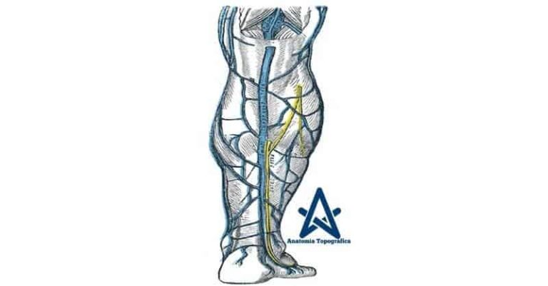 Vena safena externa (anatomia, trayecto, afluentes)