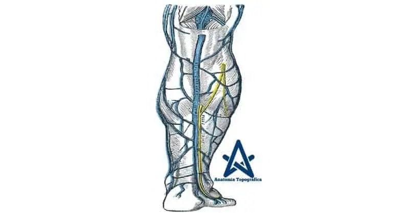 Anatomía De La Vena Safena