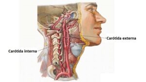 Arteria carótida interna (origen, curso, segmentos, ramas)