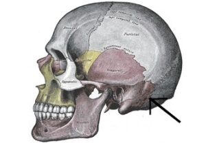 Apófisis mastoides (bordes, relaciones, surcos, musculos e importancia)