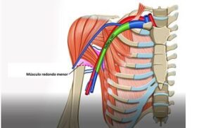 Vena axilar (origen, afluentes, drenaje, curso, localización, terminación)