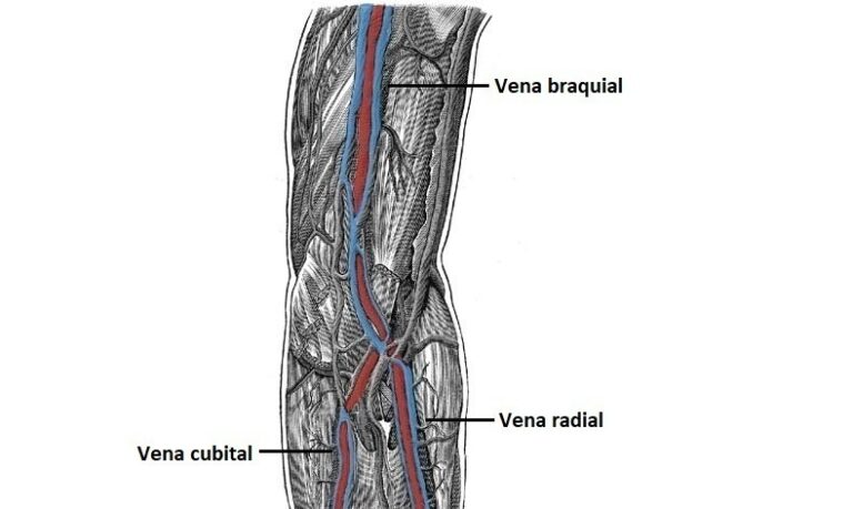 Vena braquial (origen, localización, afluentes, importancia clínica)