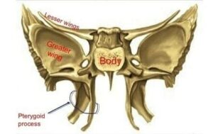 Apófisis pterigoides (anatomía, inserciones, patologias relacionadas)