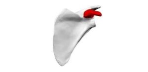 Apófisis coracoides (anatomia, función, importancia clínica)