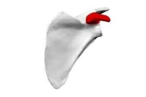 Apófisis mastoides (bordes, relaciones, surcos, musculos e importancia)