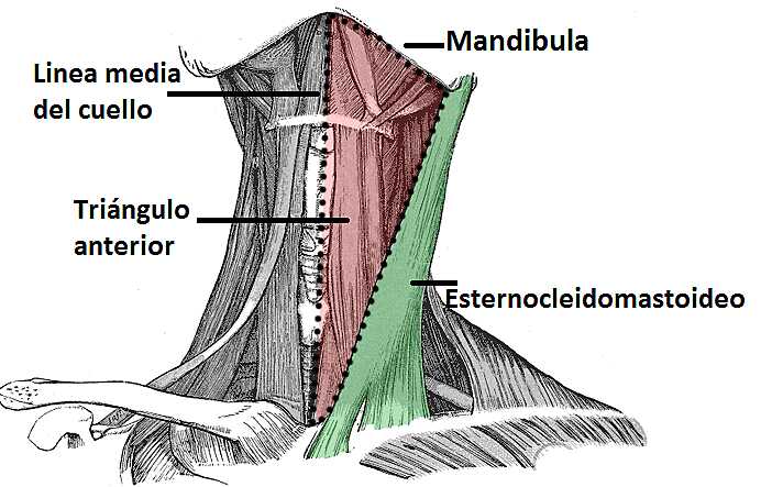 🥇 Triángulo anterior del cuello