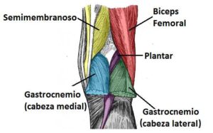 Fosa poplítea (anatomía, estructura e importancia clínica)