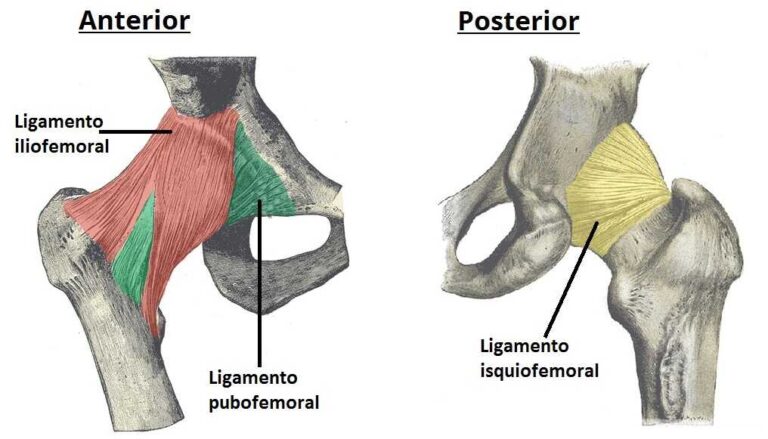 Articulación de la cadera (tipo, ligamentos, inervación)