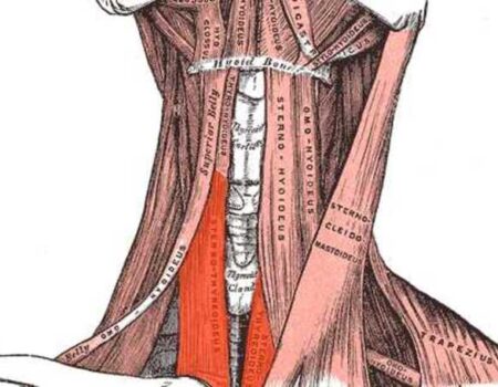 Músculos infrahioideos (inserciones, acciones)