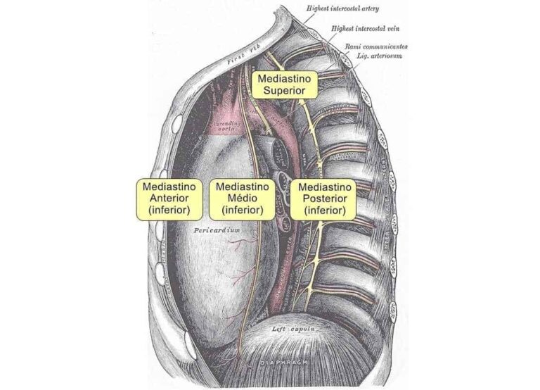 🥇 Mediastino Superior