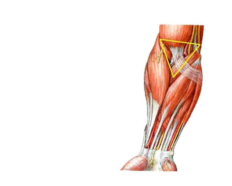 Fosa cubital (bordes, contenido y relevancia clínica)