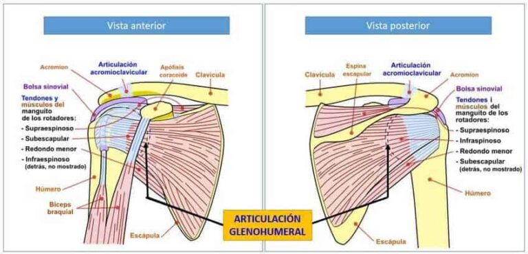 🥇 Articulación glenohumeral