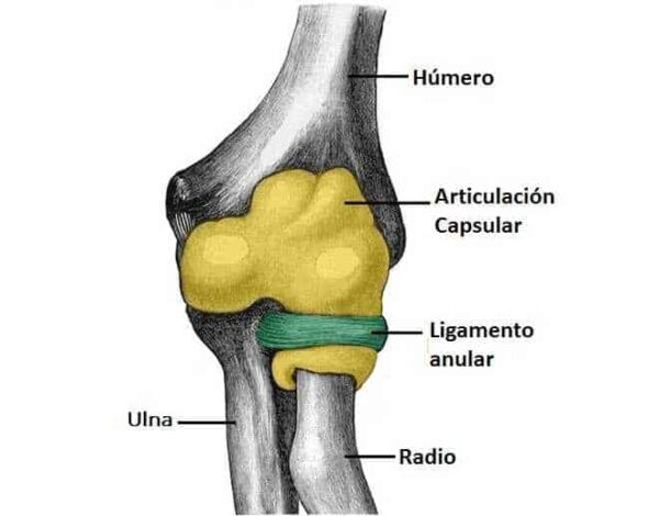 🥇 Articulación radioulnar proximal