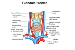 Histología de la glándula tiroides (anatomía, embriología)