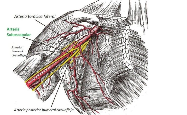 Arteria subescapular /curso, ramas, suministro, variación