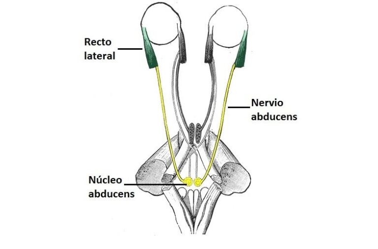 Nervio Abducens (anatomia, origen real y aparente, función y lensión)