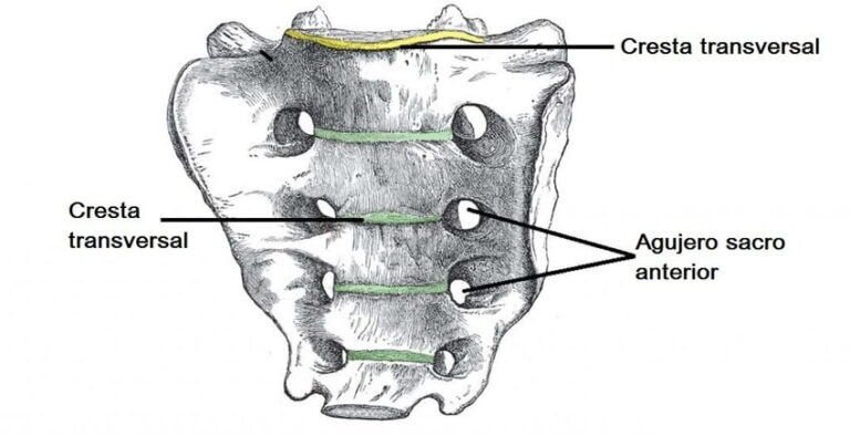 Hueso sacro (anatomia, funciones, importancia clinica)