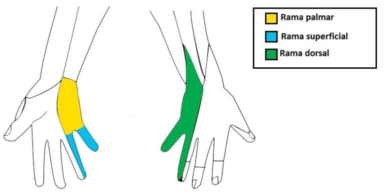 Nervio cubital (anatomia, origen y trayecto, funciones, lesiones)