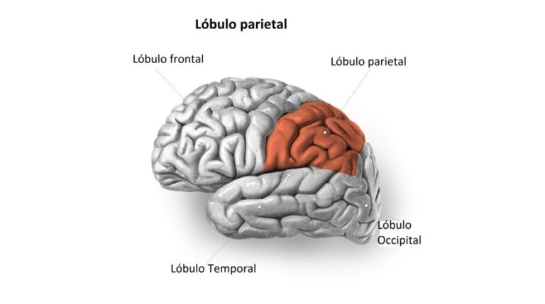Lóbulo parietal / anatomía, irrigación, áreas, función