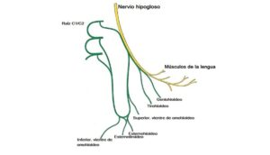 Nervio Hipogloso (origen real y aparente, funcion y lesión)