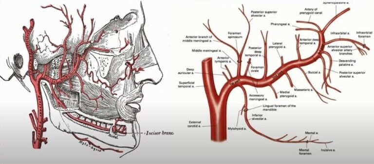 Arteria maxilar (origen, ramas, irrigación, Relac clínica)