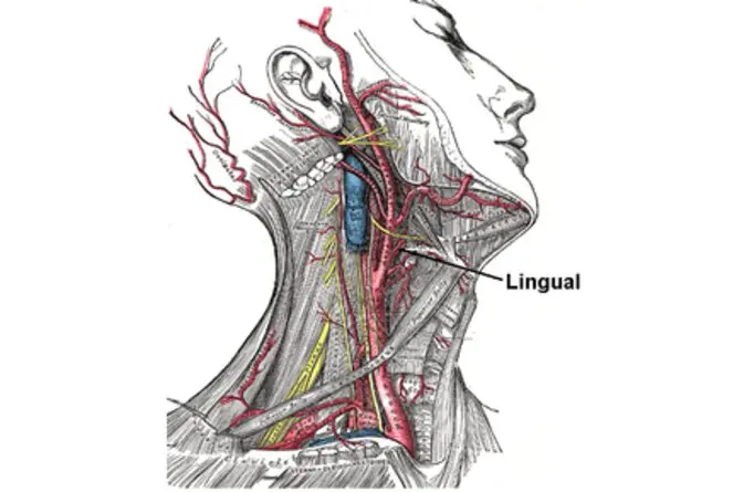 Arteria Lingual Triangles Of The Neck Contents, Structure Of Anterior