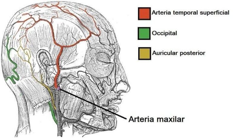Arteria temporal superficial (origen, ramas, irrigación)