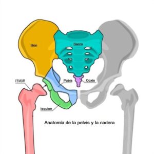 Hueso cóccix o coxis (anatomía, articulación, lesiones)