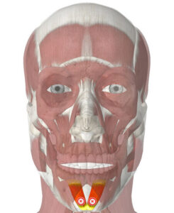 Músculo mentoniano (origen, inserción, inervación, acción)