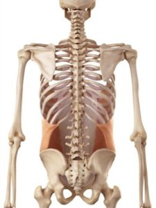 Músculo oblicuo externo (origen, inervación, función)