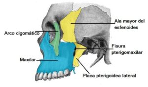 🥇 Fosa infratemporal (anatomía, estructuras, limites)