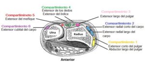 🥇 Compartimentos de los tendones extensores de la muñeca