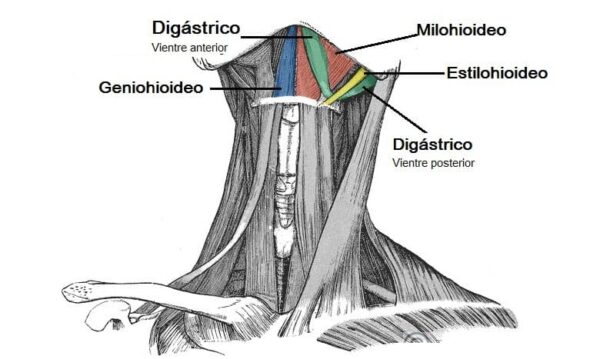 Músculos suprahioideos (inserciones, acciónes)