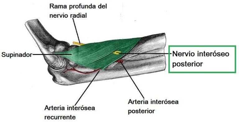 Nervio interóseo posterior (origen, inervación, curso)